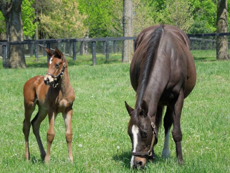 Breeding Management of Your Mare | Elevated Equine