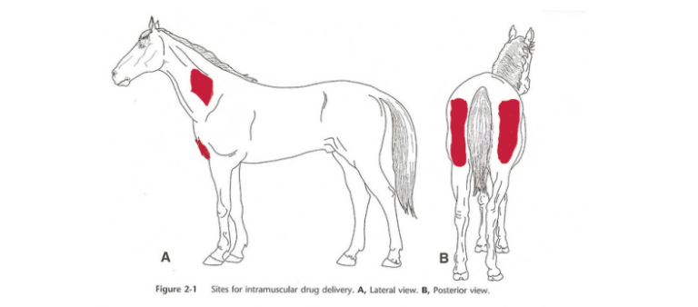 Needle Knowledge | Elevated Equine