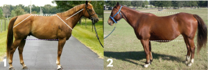 Evaluating Horse Conformation | Elevated Equine