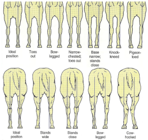Evaluating Horse Conformation | Elevated Equine
