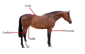 Evaluating Horse Conformation | Elevated Equine