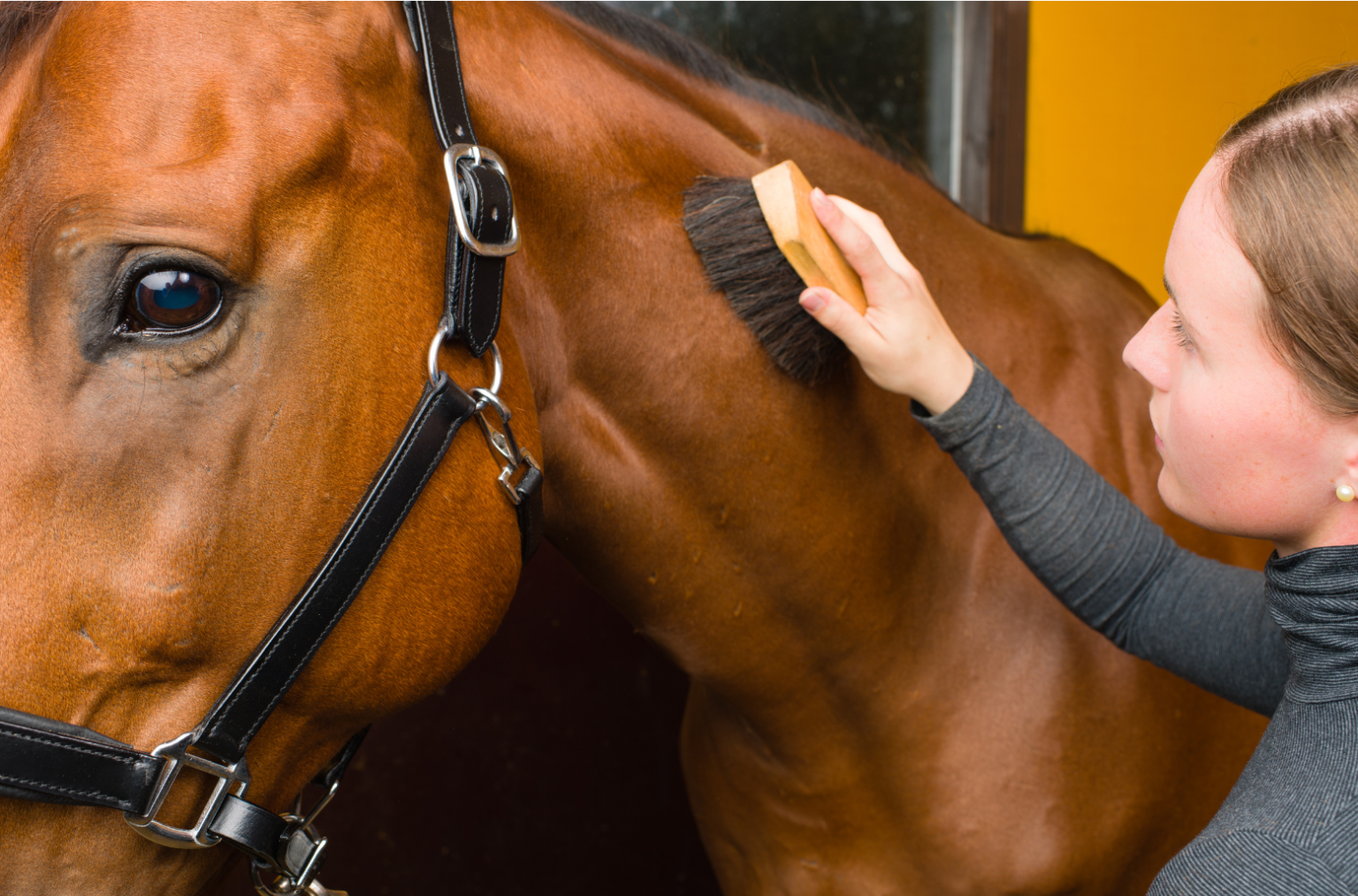 Natural Horse Remedies: Exploring Holistic Approaches to Equine Health ...