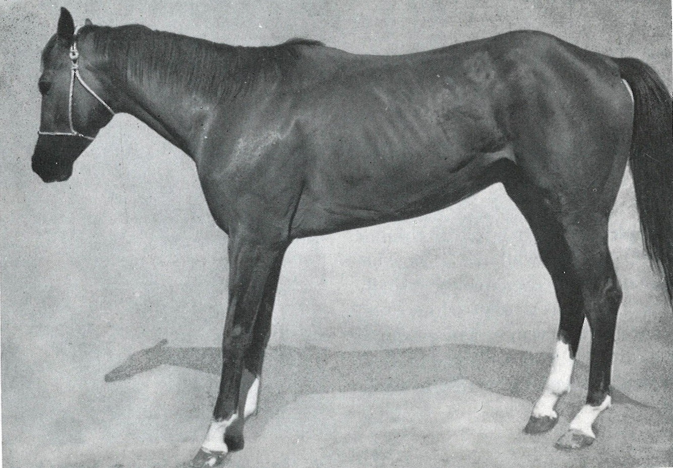 Laminitis in Horses | Elevated Equine