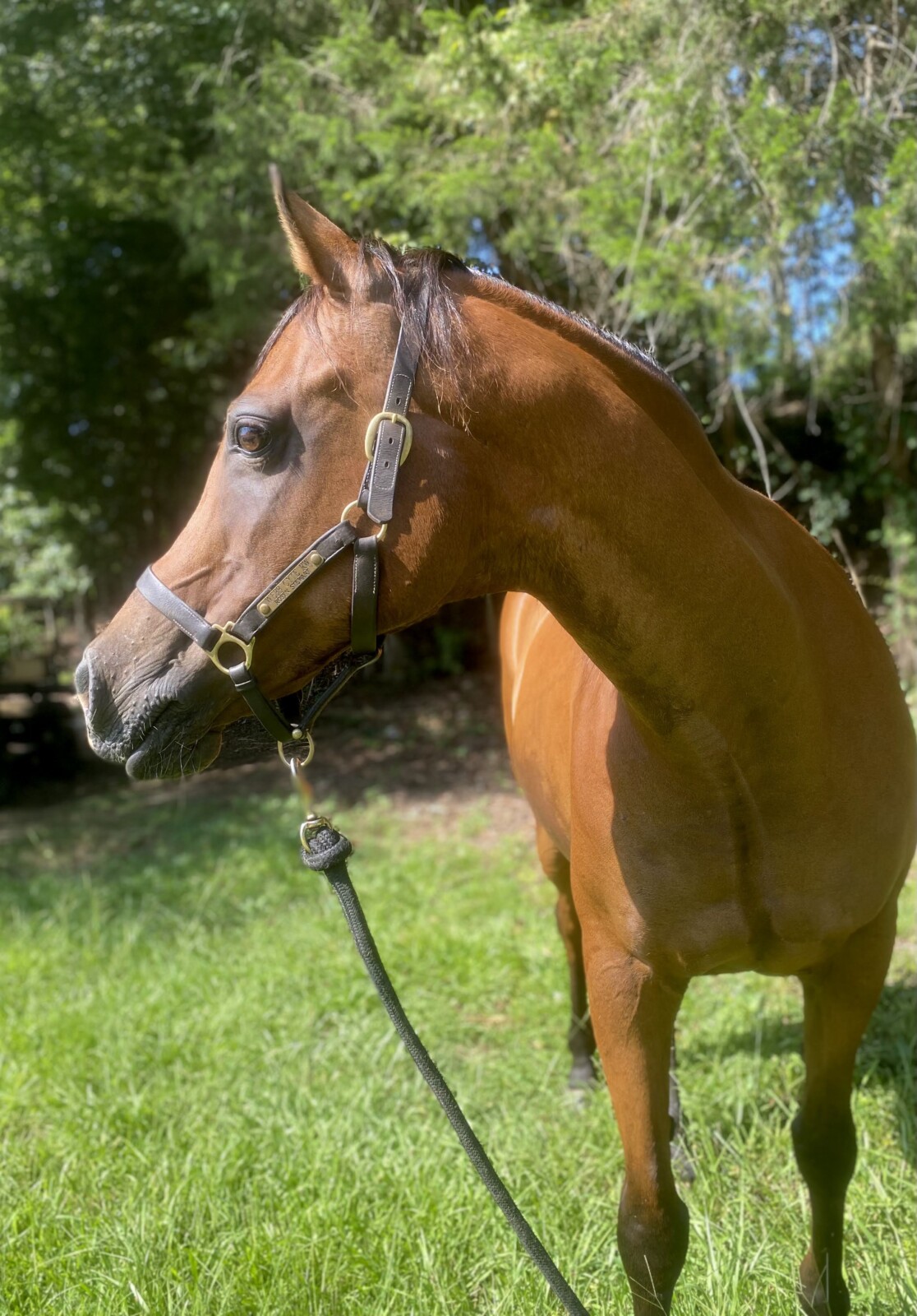 How Horses Learn: A Case for Operant Conditioning | Elevated Equine